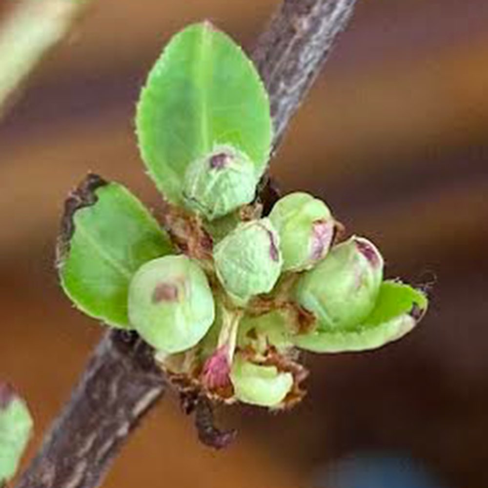 Swelling buds - GroHappy