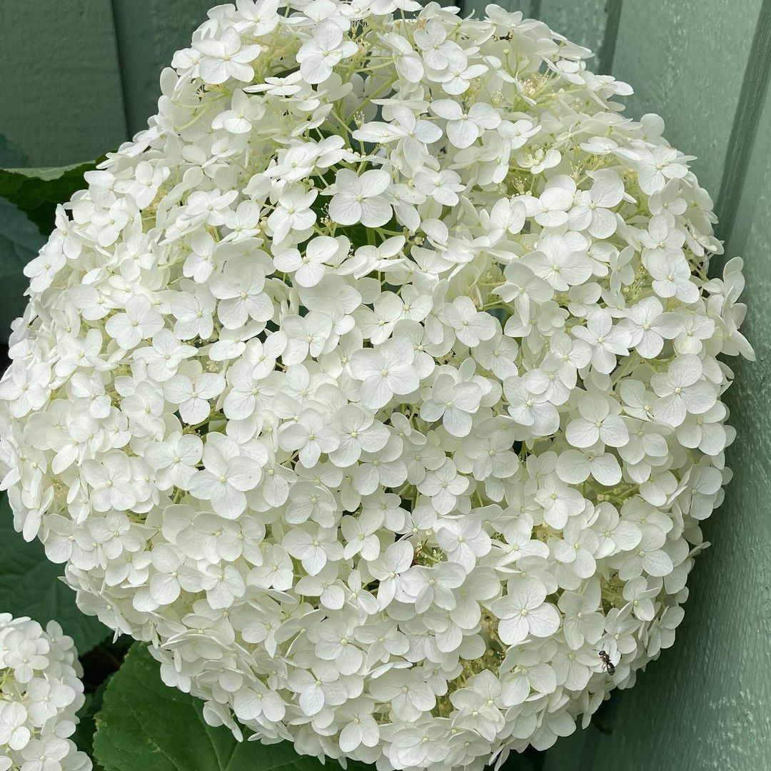 Huge hydrangea - GroHappy