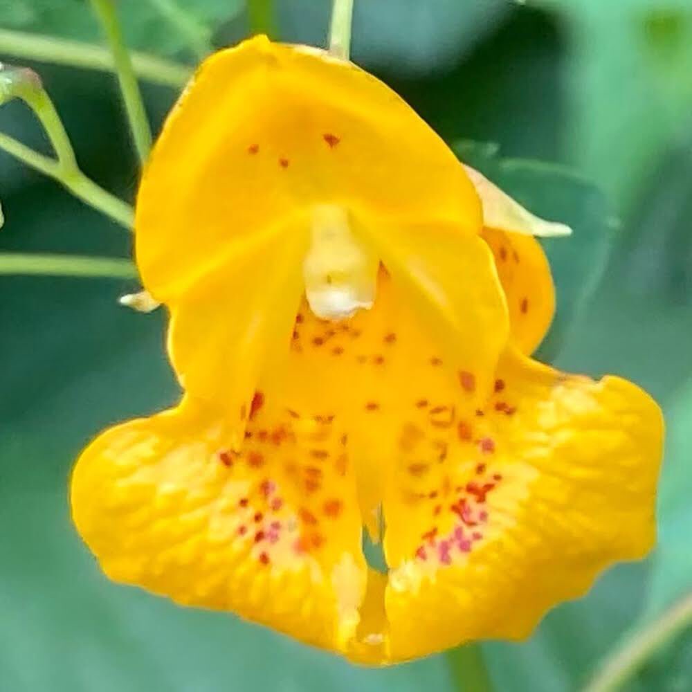 Nature's spitball - GroHappy