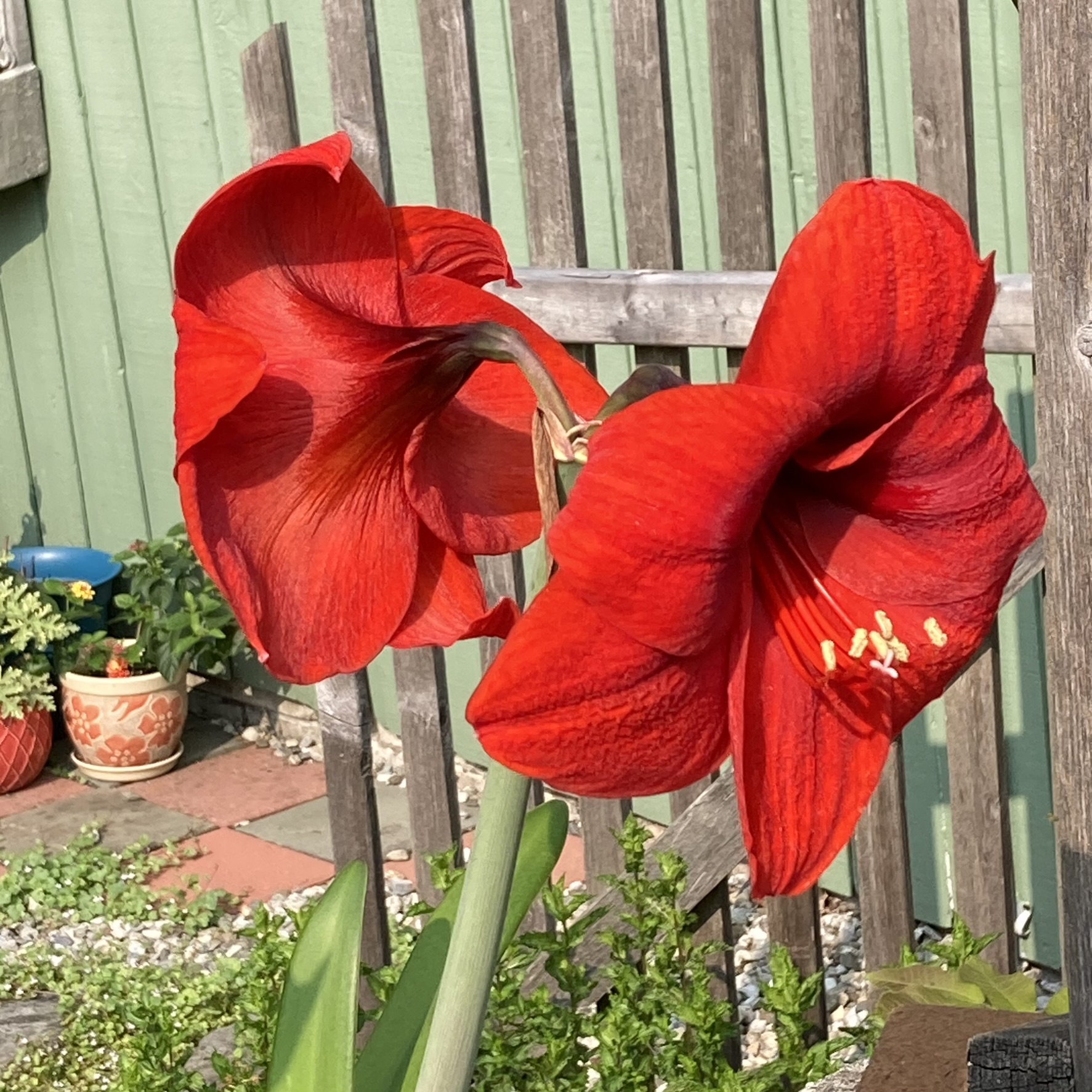 Forgotten flowers - GroHappy