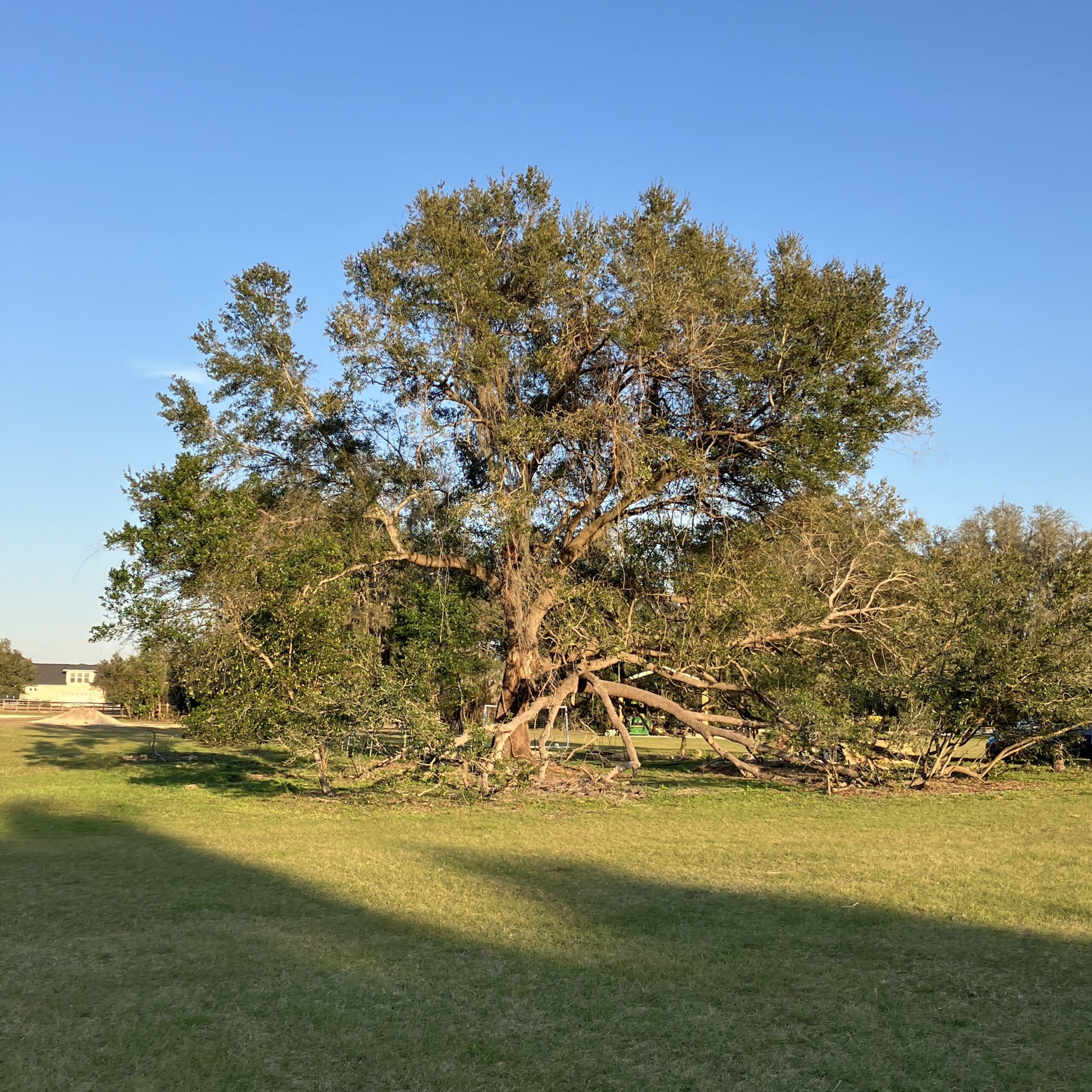 Stately oak - GroHappy