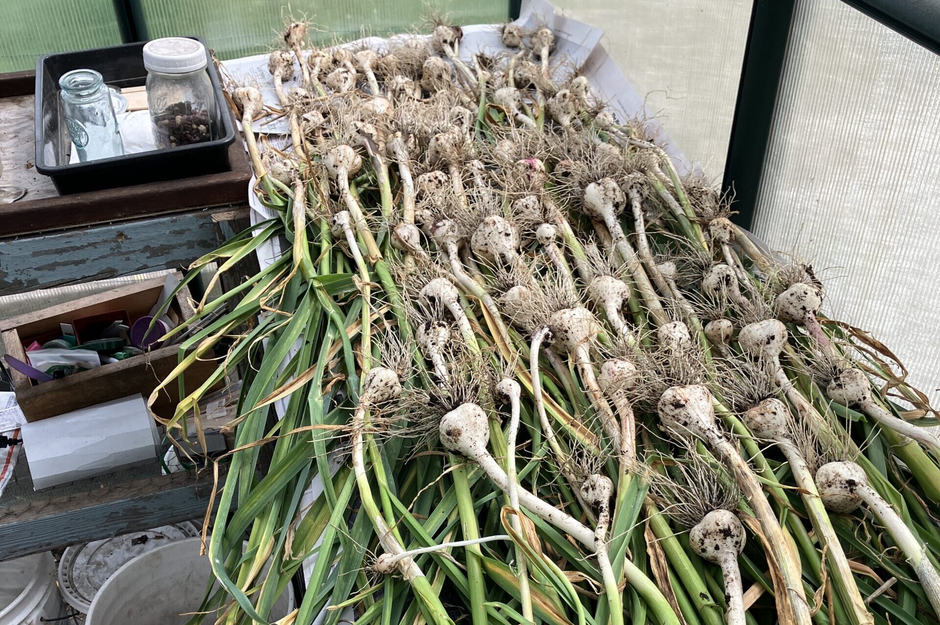 Garlic girls - GroHappy